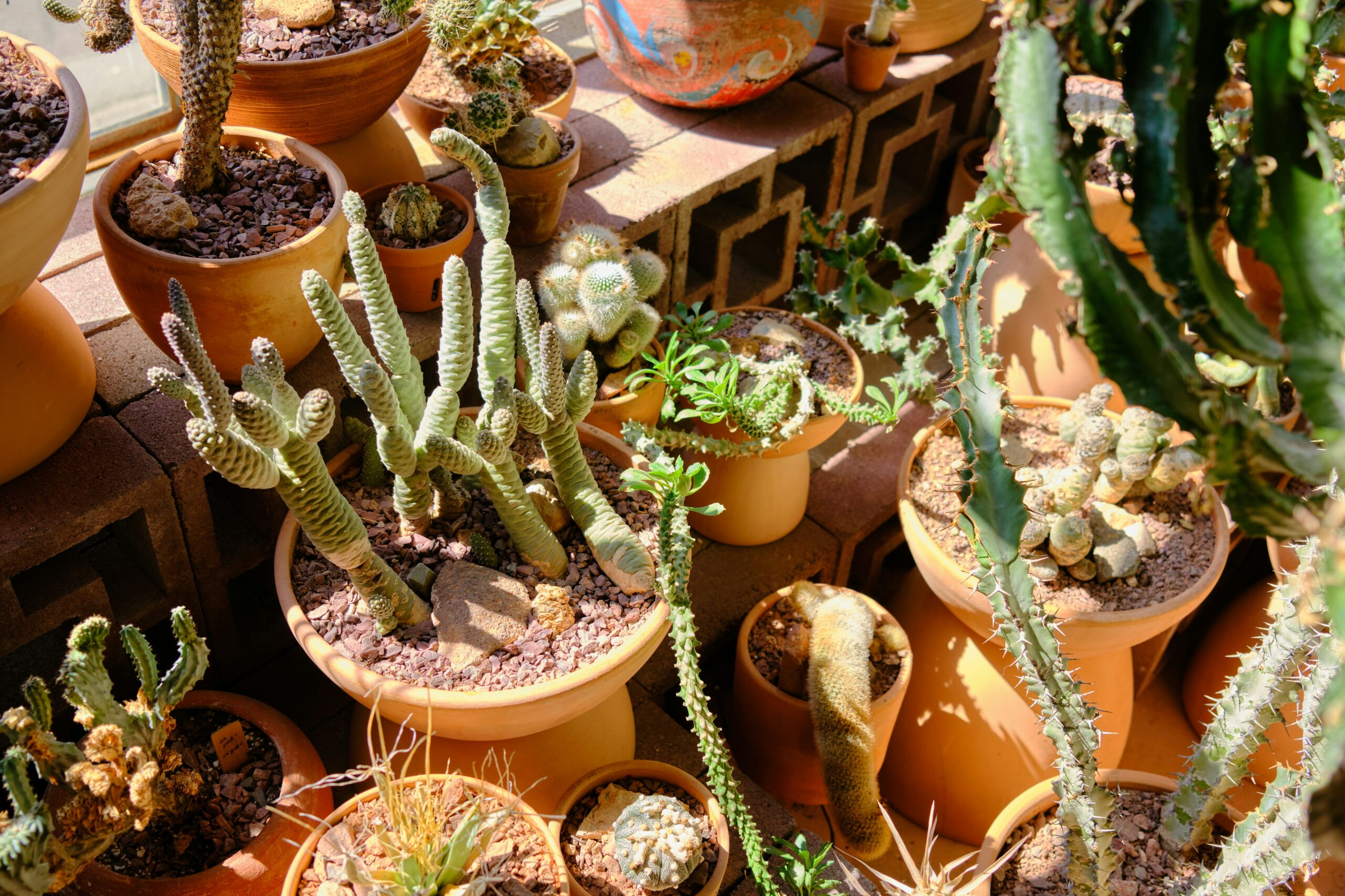 10 Plantes Répulsives pour Chasser les Insectes de votre Maison
